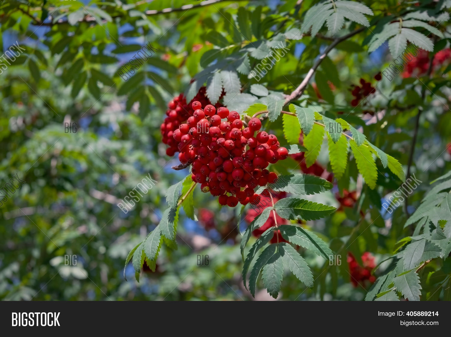 Rowan Branches Ripe Image & Photo (Free Trial) | Bigstock