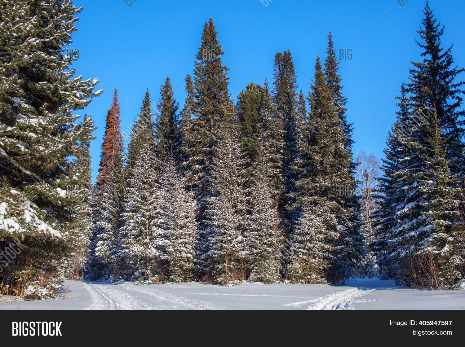 Walk Through Winter Image & Photo (Free Trial) | Bigstock