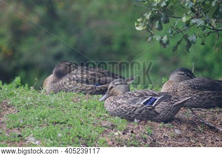 Mallards Anas Image & Photo (Free Trial) | Bigstock