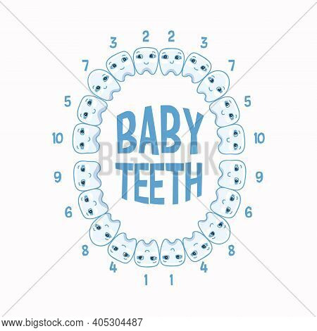 Baby Teeth Anatomy Vector & Photo (Free Trial) | Bigstock