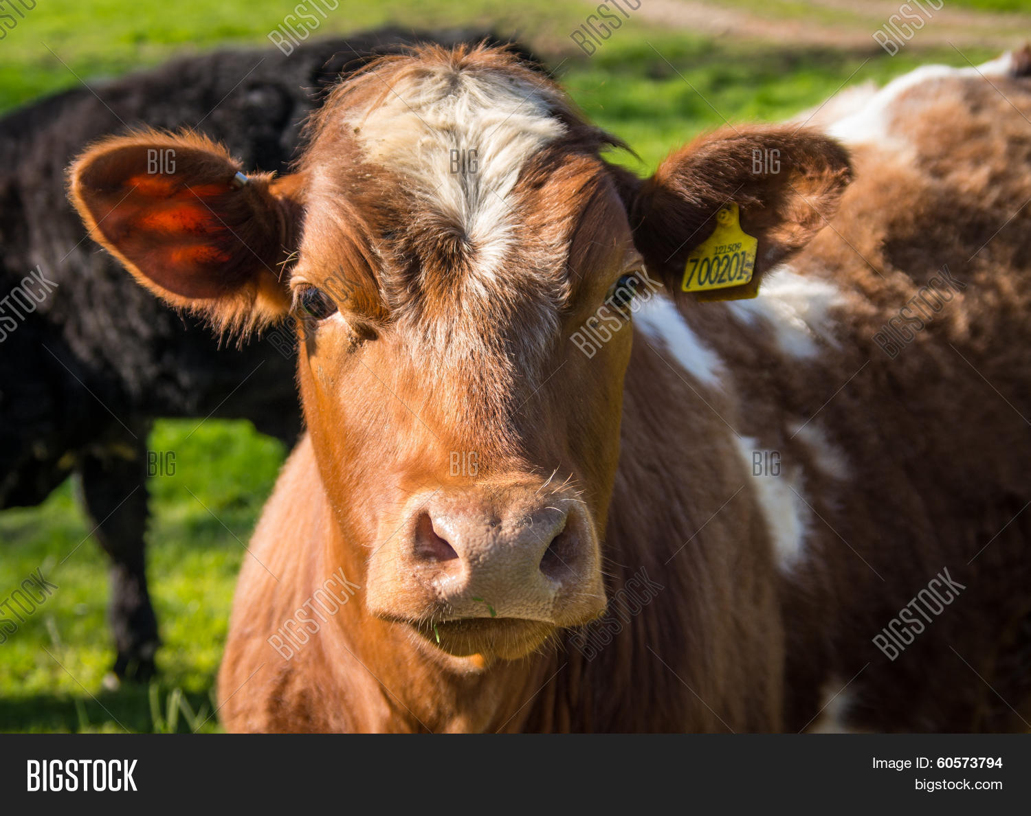 Friesian Cow Portrait Image & Photo (Free Trial) | Bigstock