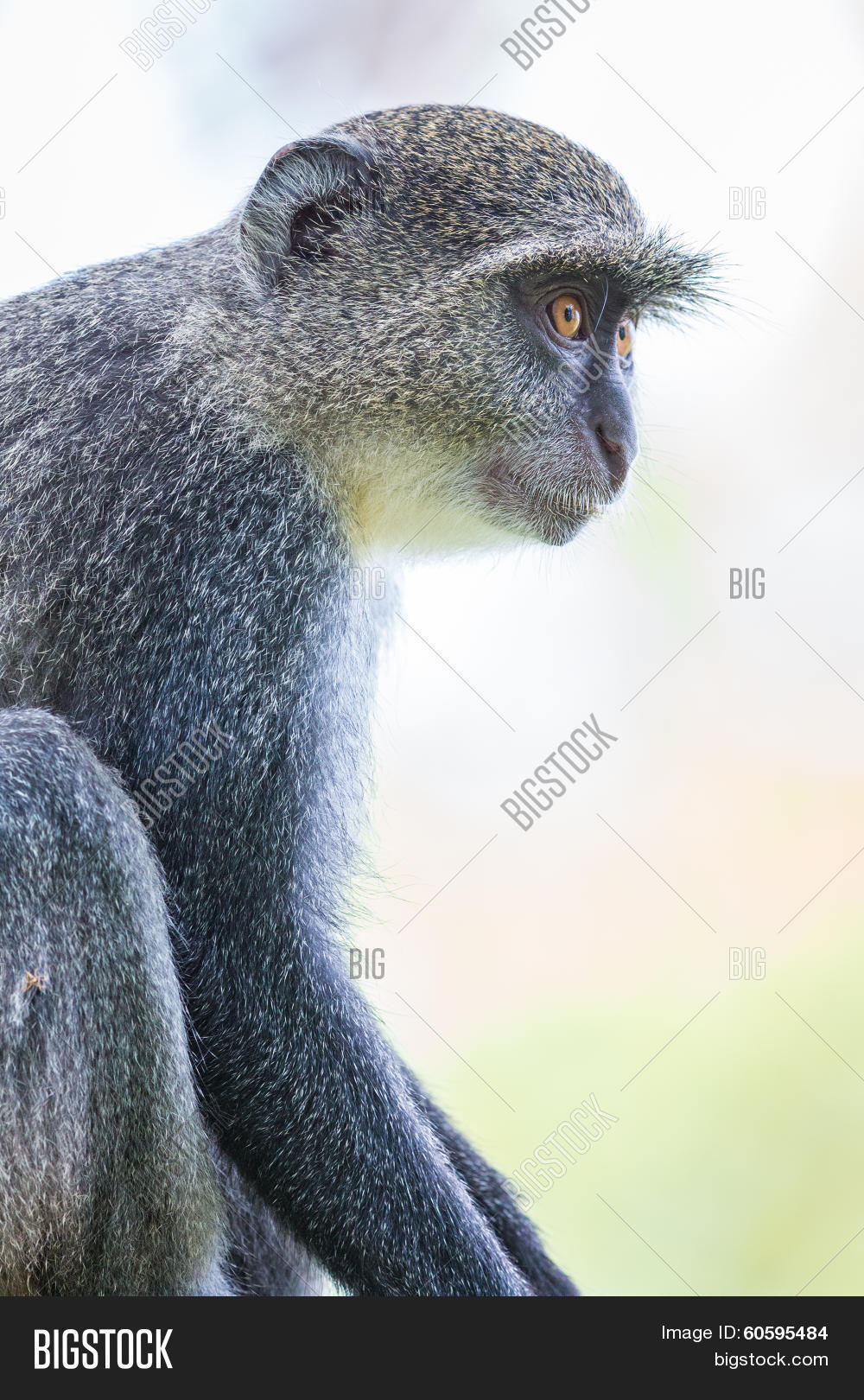 Blue Monkey Image & Photo (Free Trial) | Bigstock