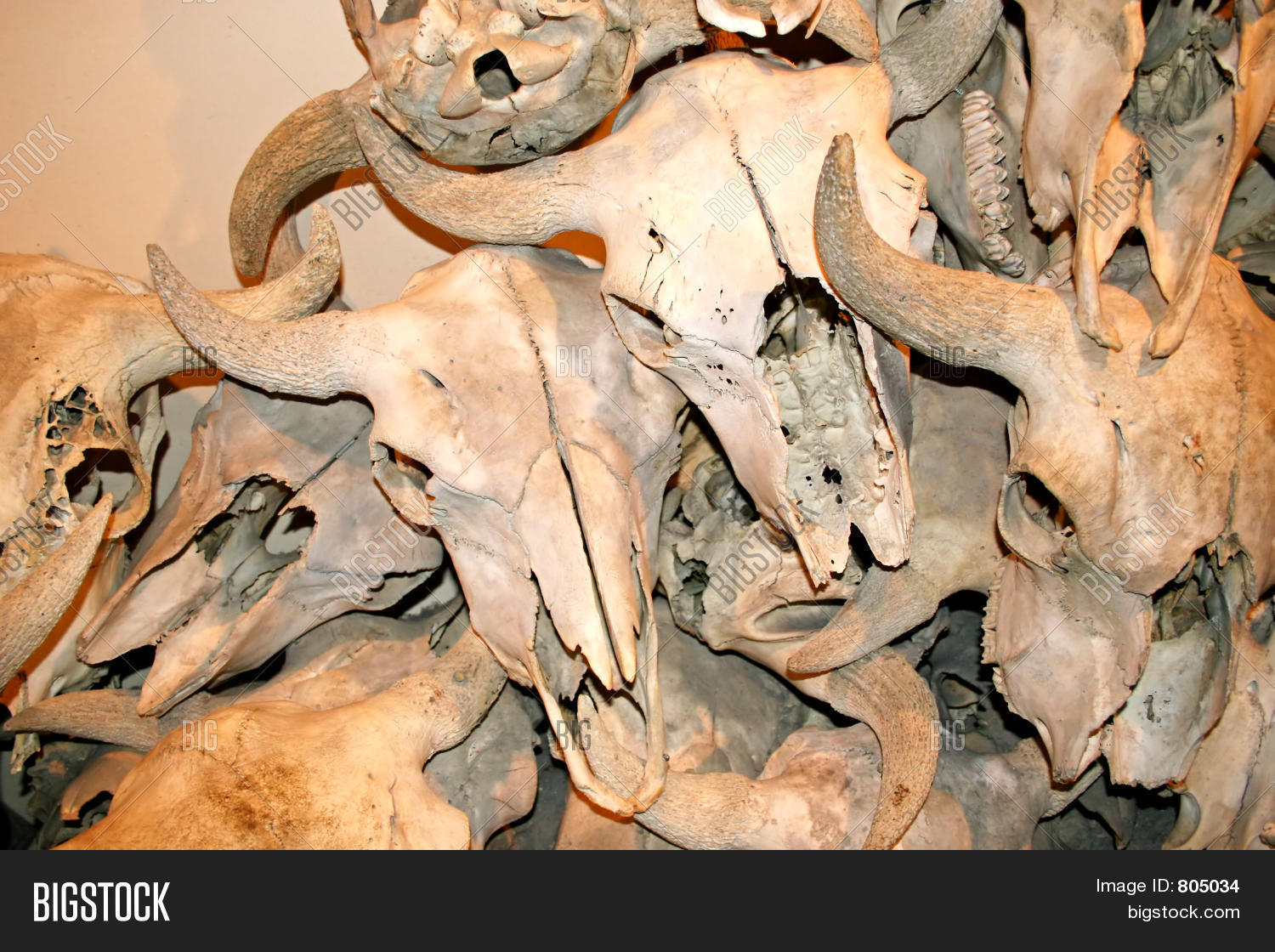Buffalo Skulls Image & Photo (Free Trial) | Bigstock