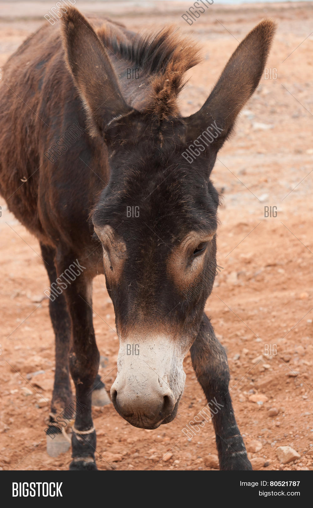 Brown Donkey Image & Photo (Free Trial) | Bigstock