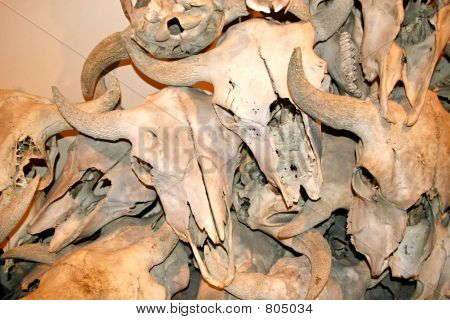 Buffalo Skulls Image & Photo (Free Trial) | Bigstock