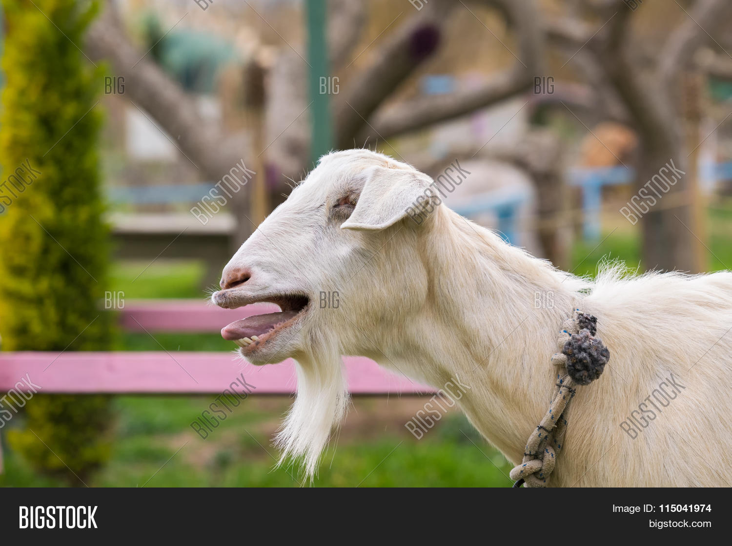 Cute Goat Bleating. Image & Photo (Free Trial) | Bigstock