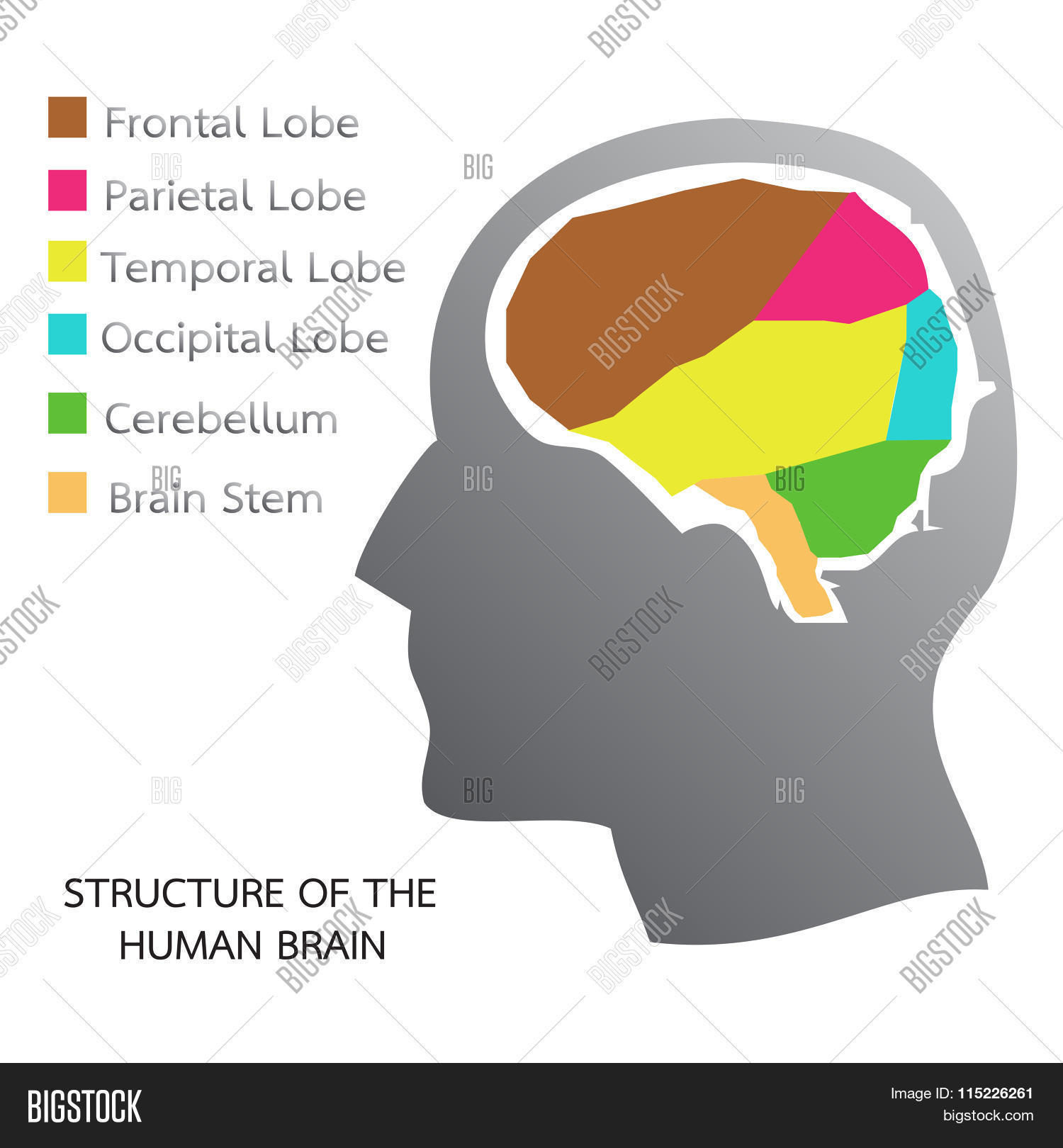Structure Human Brain Vector & Photo (Free Trial) | Bigstock