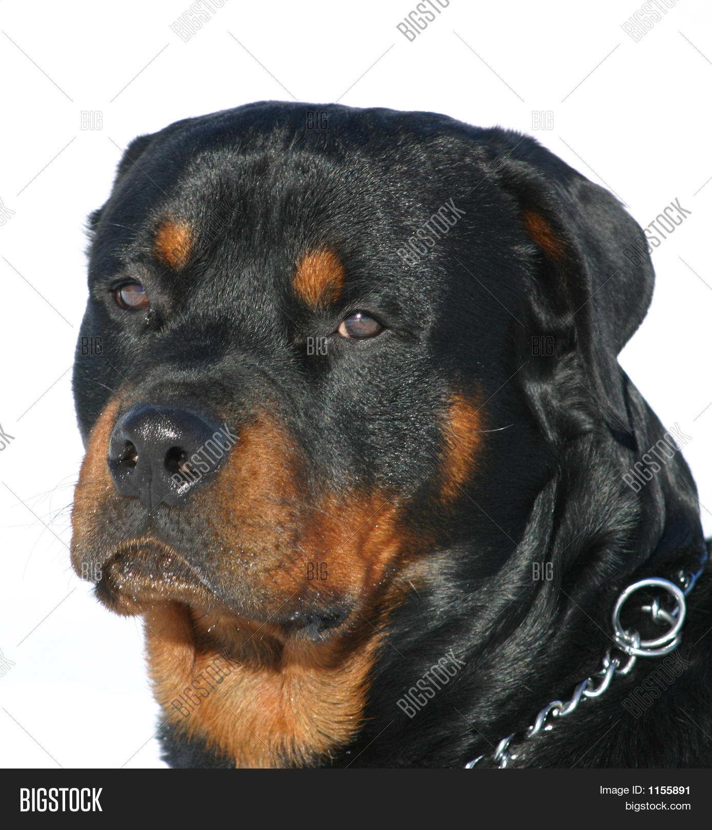 Head Rottweiler Image & Photo (Free Trial) | Bigstock