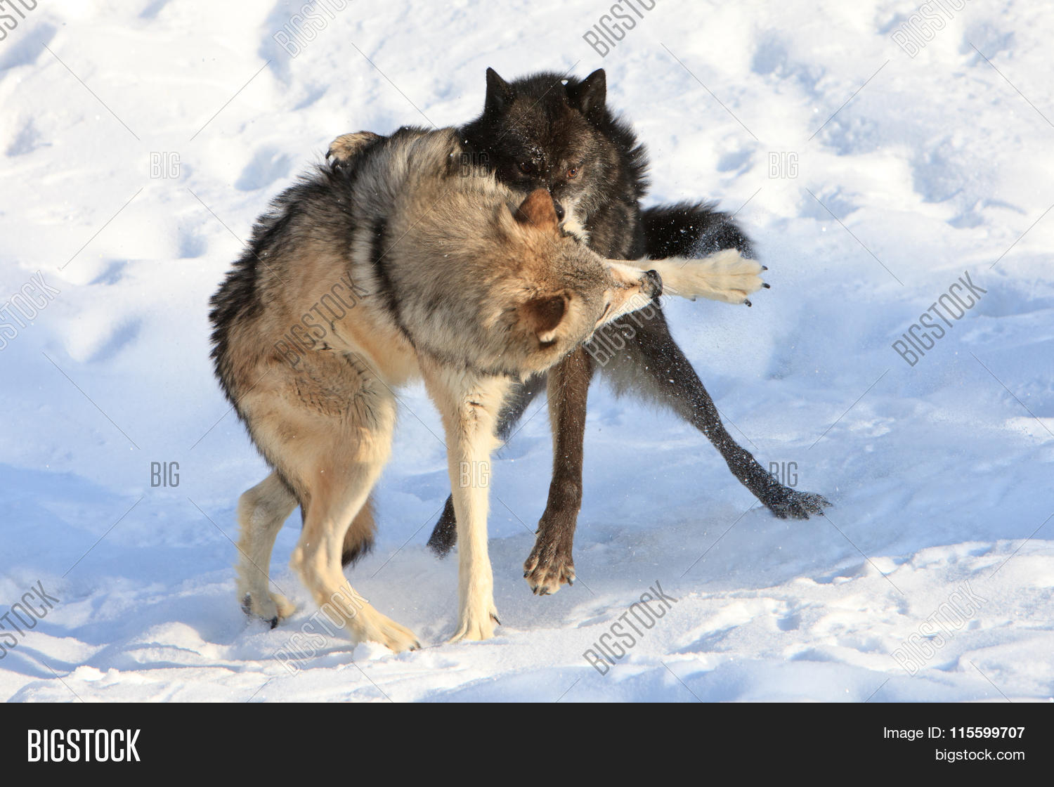 Wolves Fighting