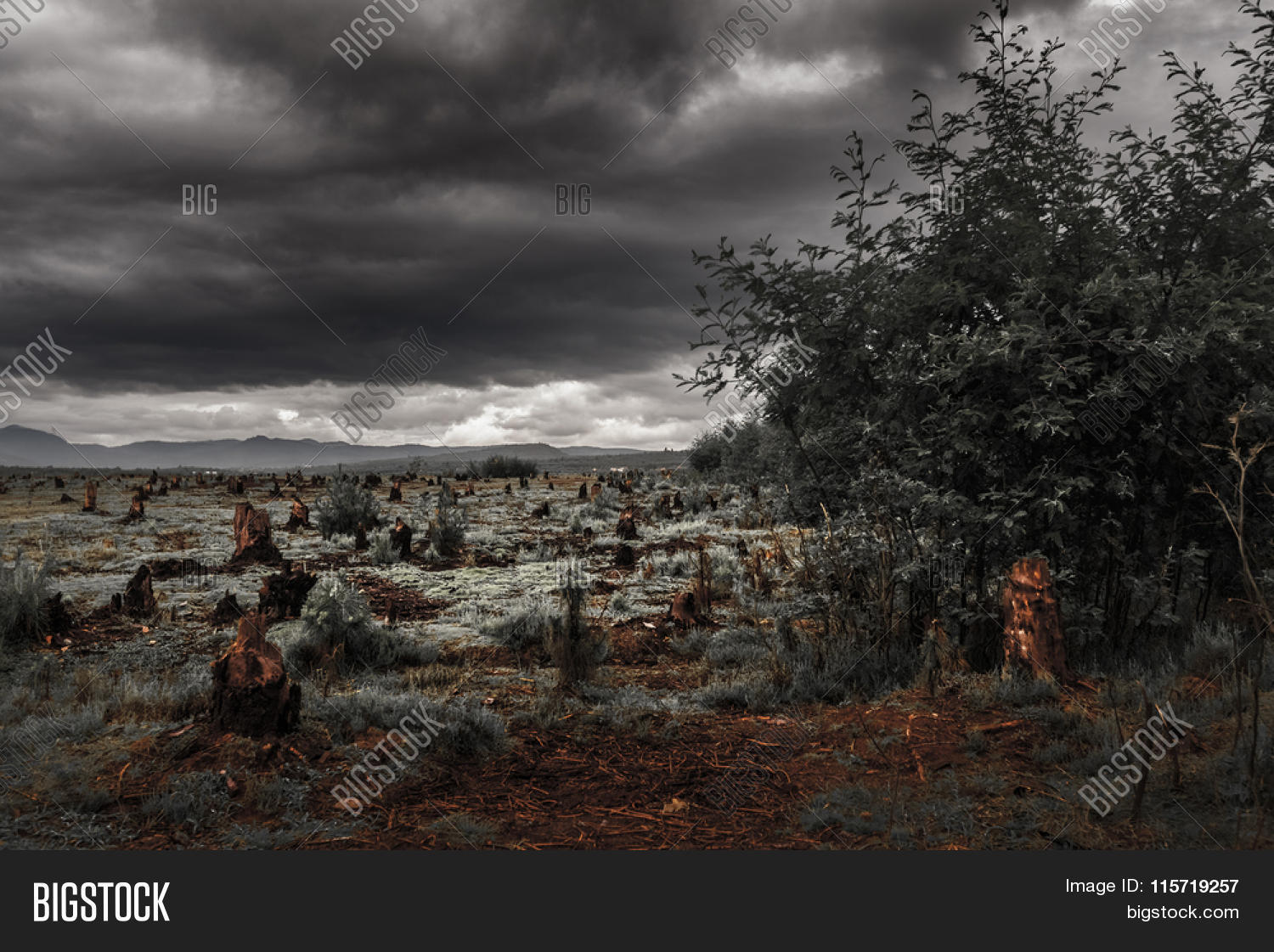 Imagen y foto Stumps On Valley (prueba gratis) | Bigstock
