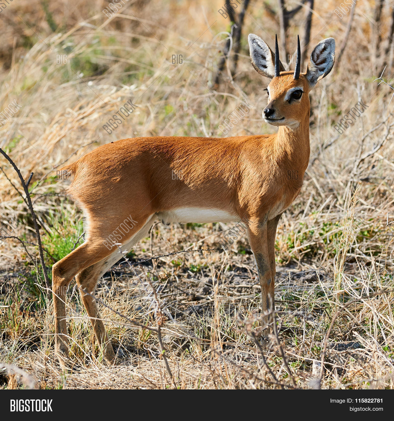 Steenbok Little Image & Photo (Free Trial) | Bigstock