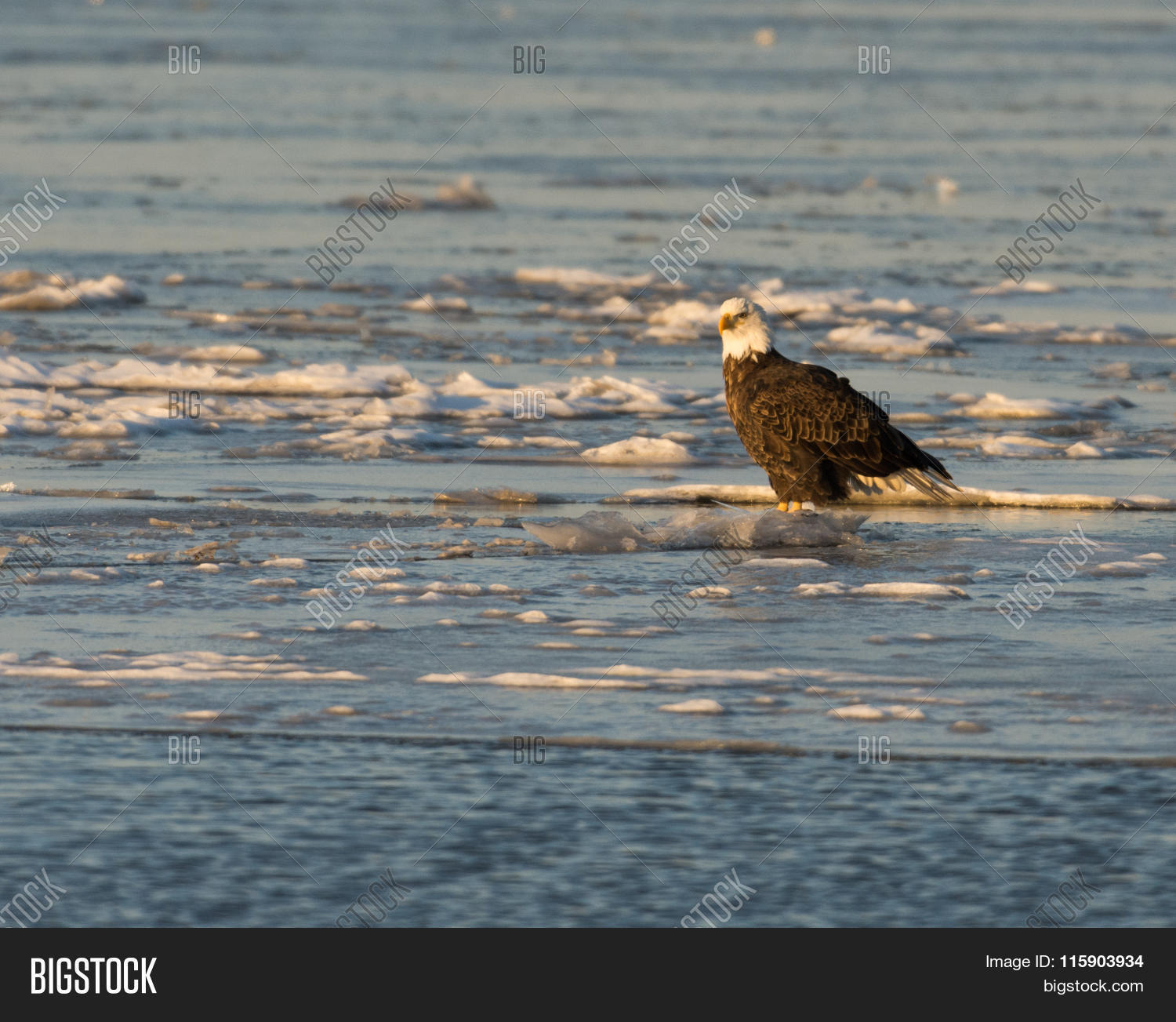 Bald Eagle On Ice Image & Photo (Free Trial) | Bigstock