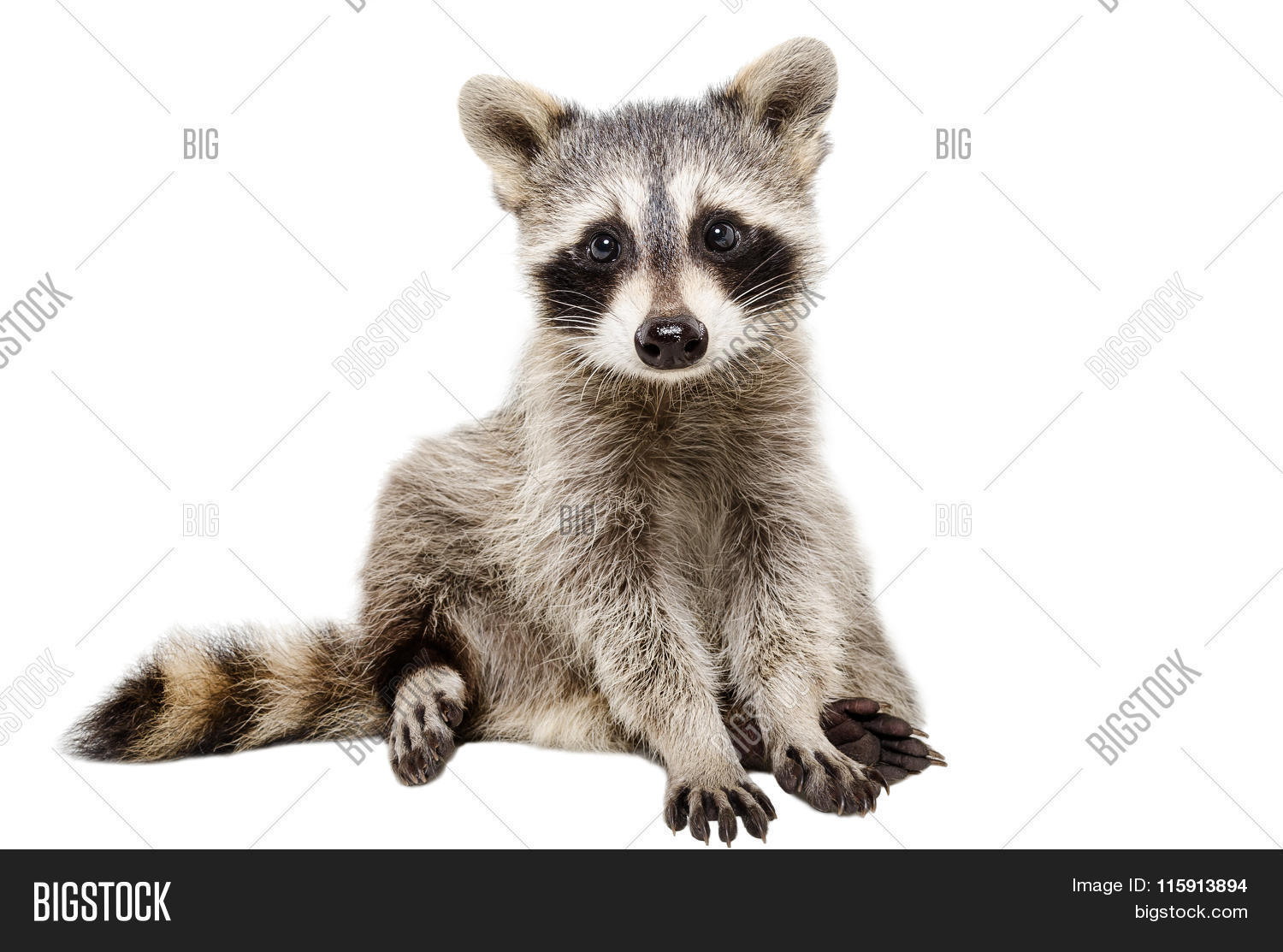 Funny Raccoon Image & Photo (Free Trial) | Bigstock
