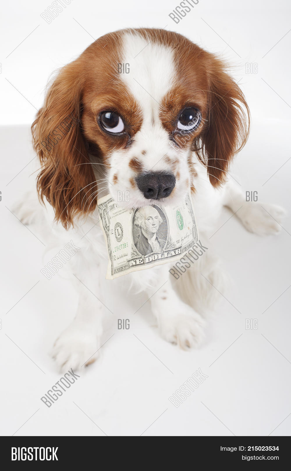 Dog Costs. Animal Pet Image & Photo (Free Trial) | Bigstock