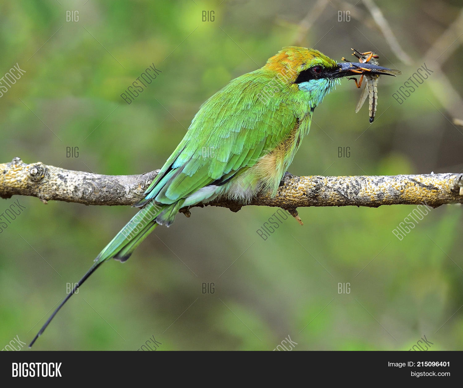 Bee-eater Eating Image & Photo (Free Trial) | Bigstock