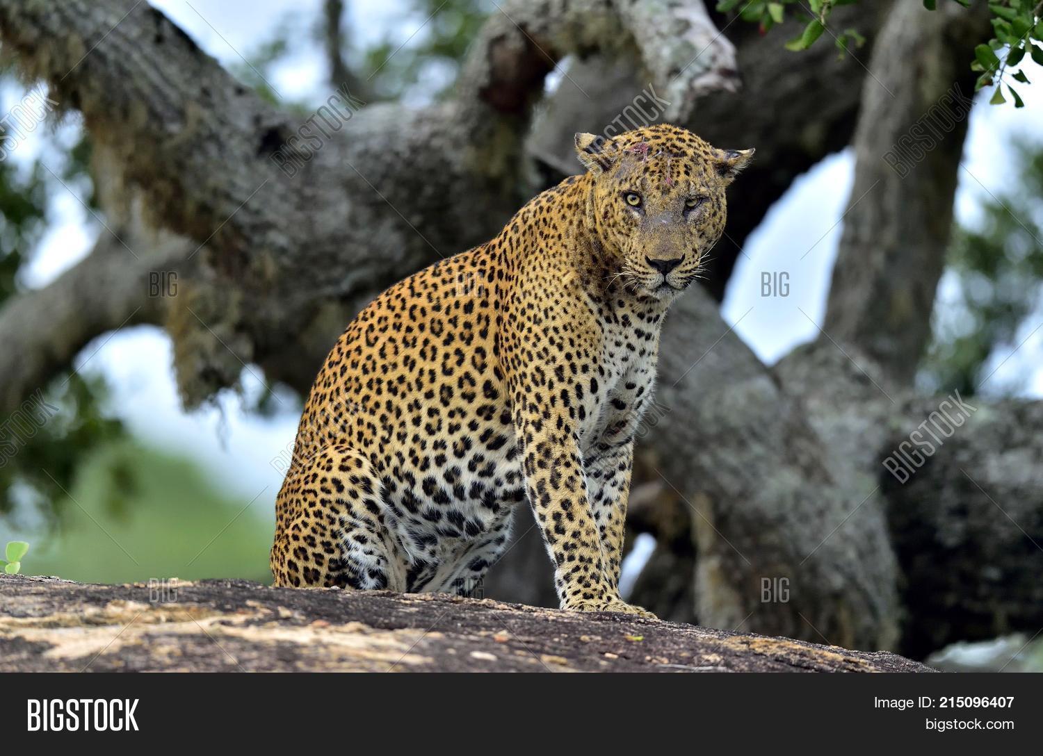 Old Leopard Male Scars Image & Photo (Free Trial) | Bigstock