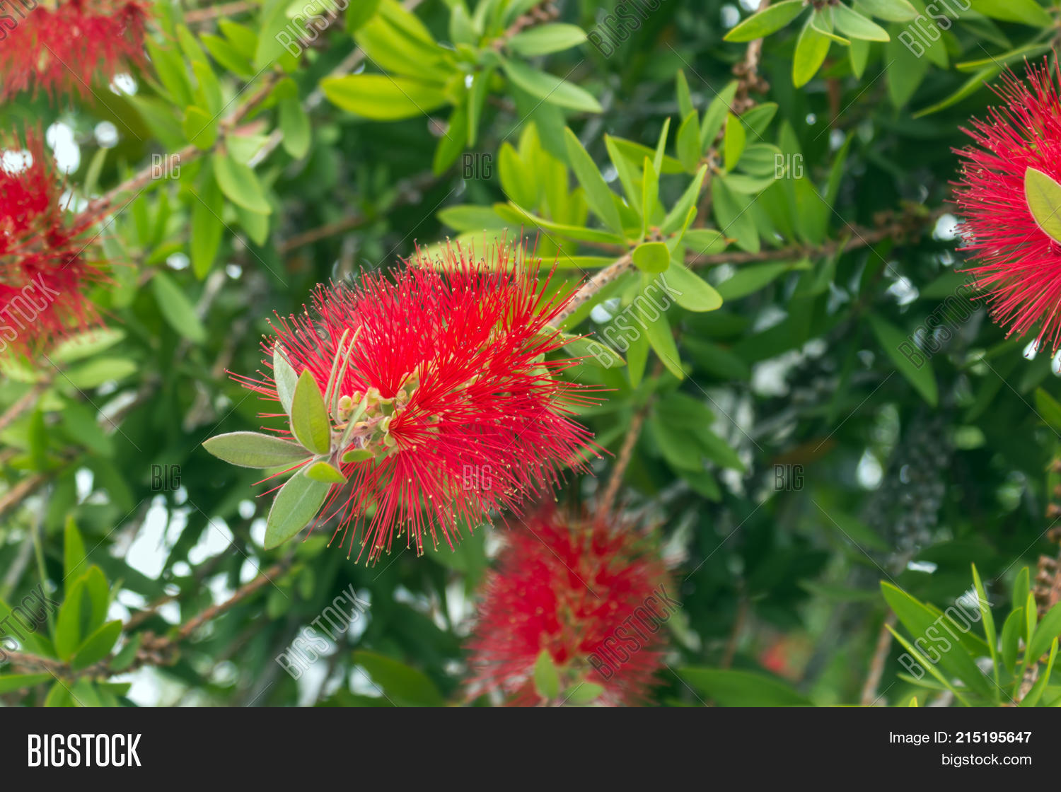 Red Fluffy Flowers Image & Photo (Free Trial) | Bigstock