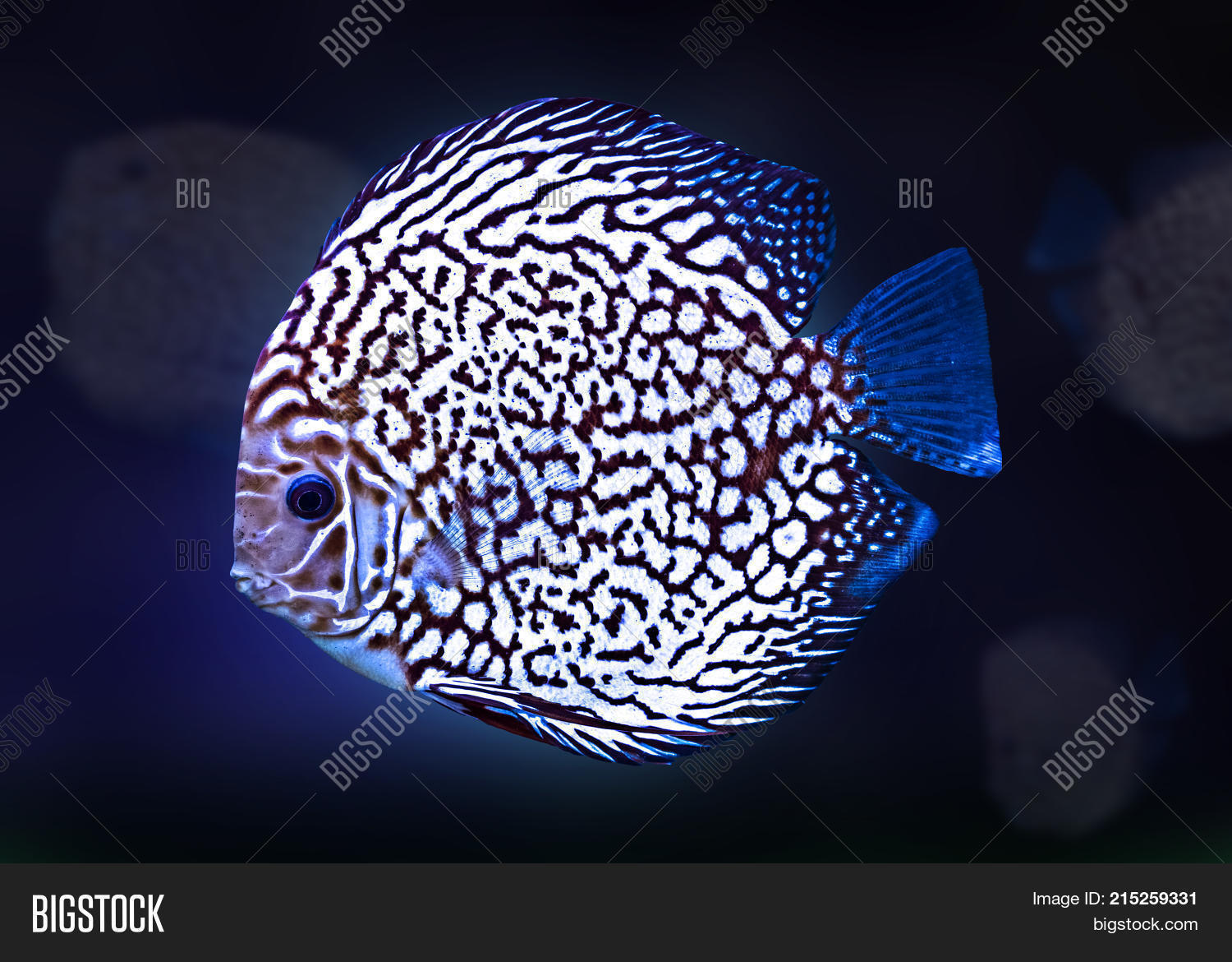 Diskus Exotic Fish Image & Photo (Free Trial) | Bigstock