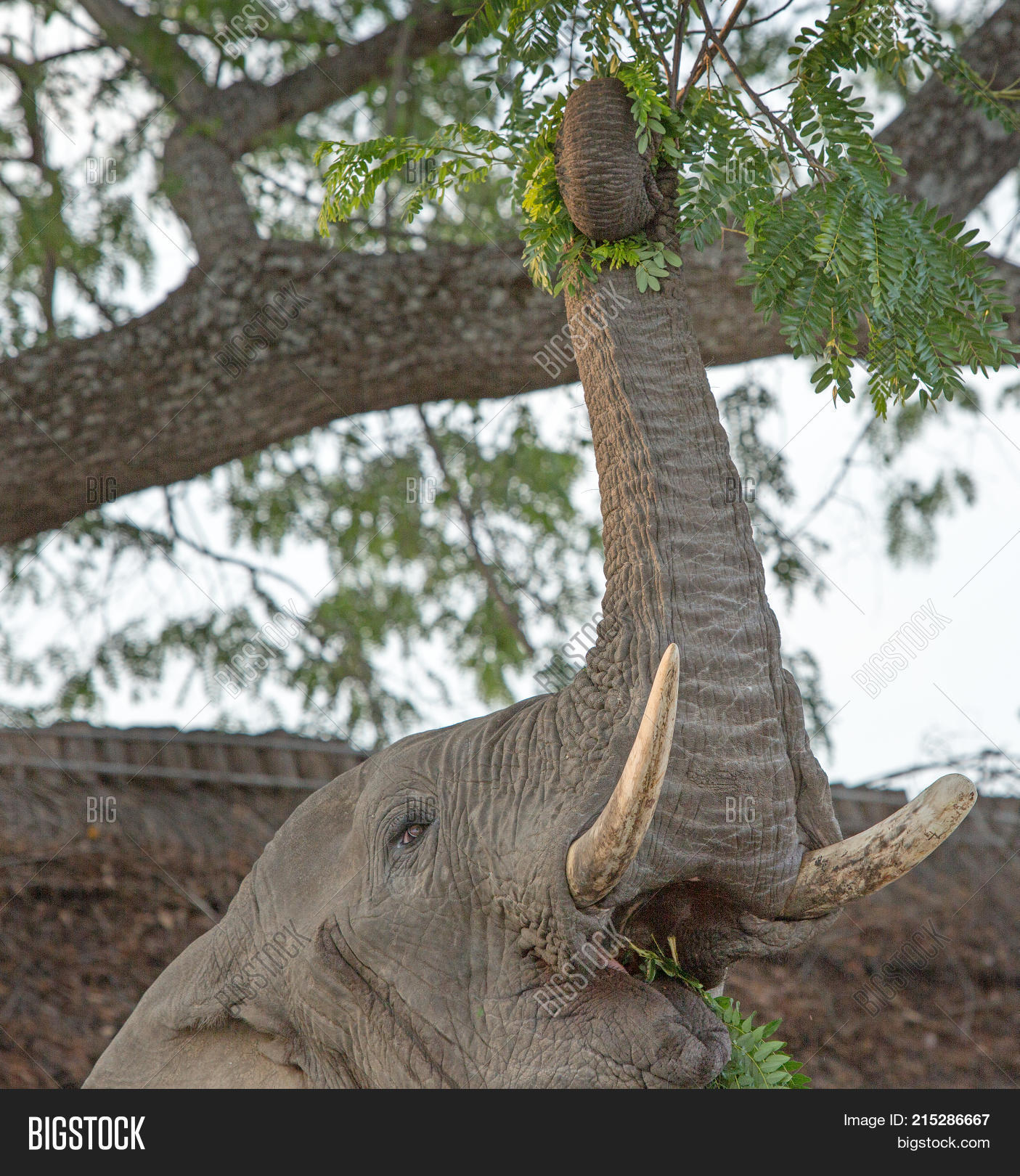 Large African Elephant Image & Photo (Free Trial) | Bigstock