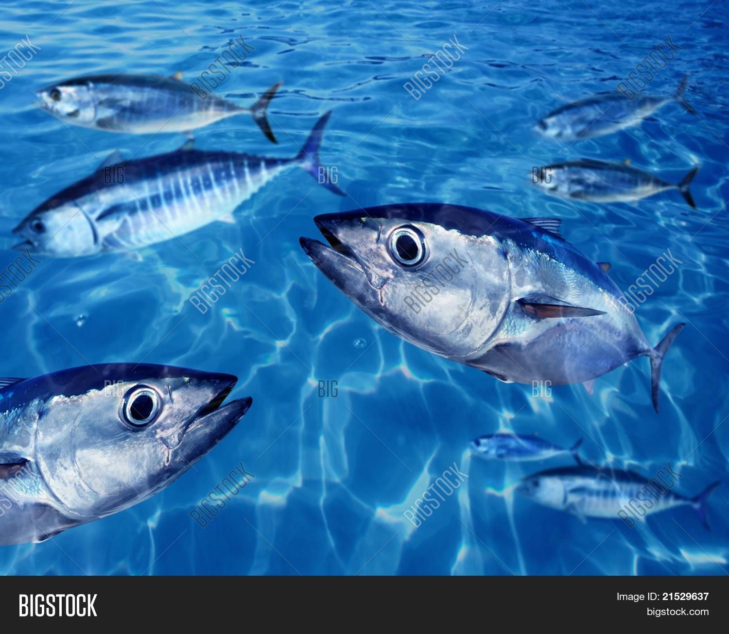 Bluefin Tuna Thunnus Image & Photo (Free Trial) | Bigstock