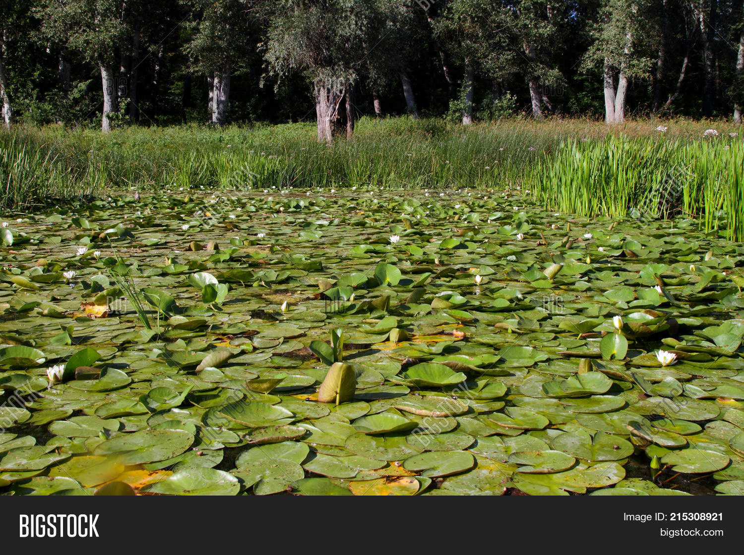 Dense Thickets Water Image & Photo (Free Trial) | Bigstock