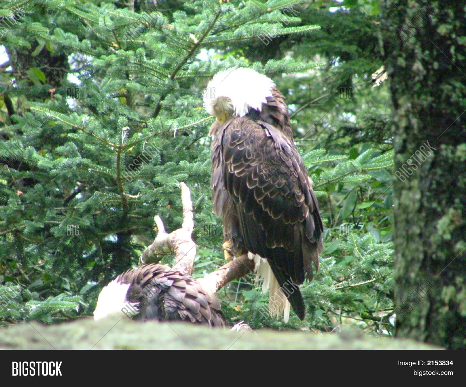 Bald Eagle Sleeping Image & Photo (Free Trial) | Bigstock