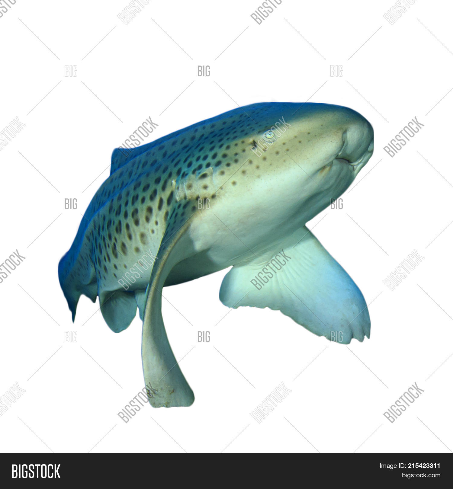 Zebra Shark Isolated Image & Photo (Free Trial) | Bigstock