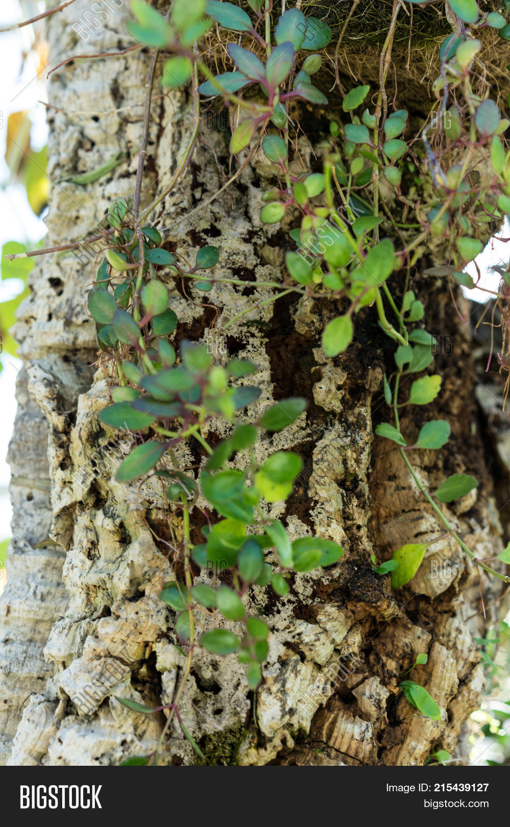 Tree Trunk Leaves Image & Photo (Free Trial) | Bigstock