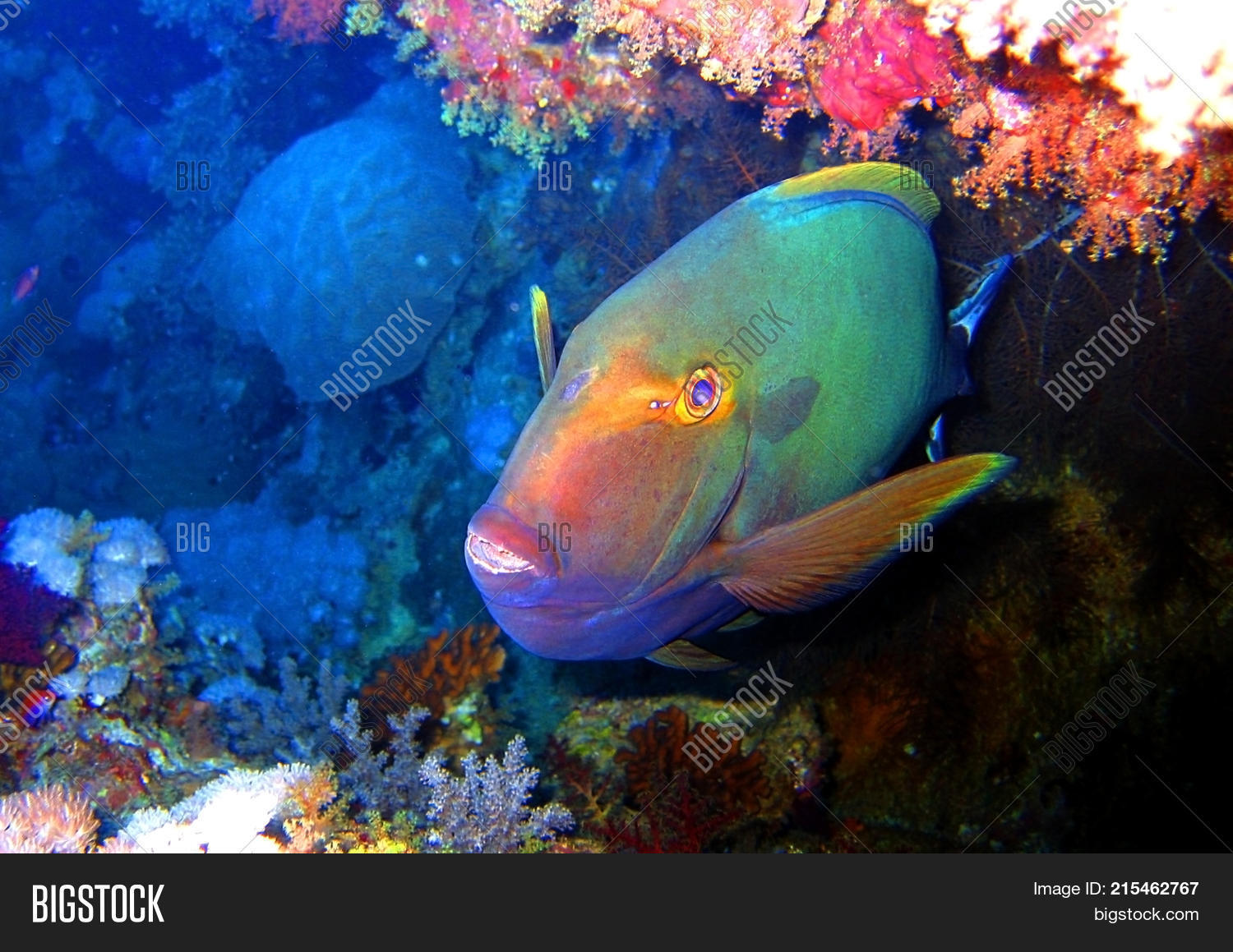 Different Colours Fish Image & Photo (Free Trial) | Bigstock