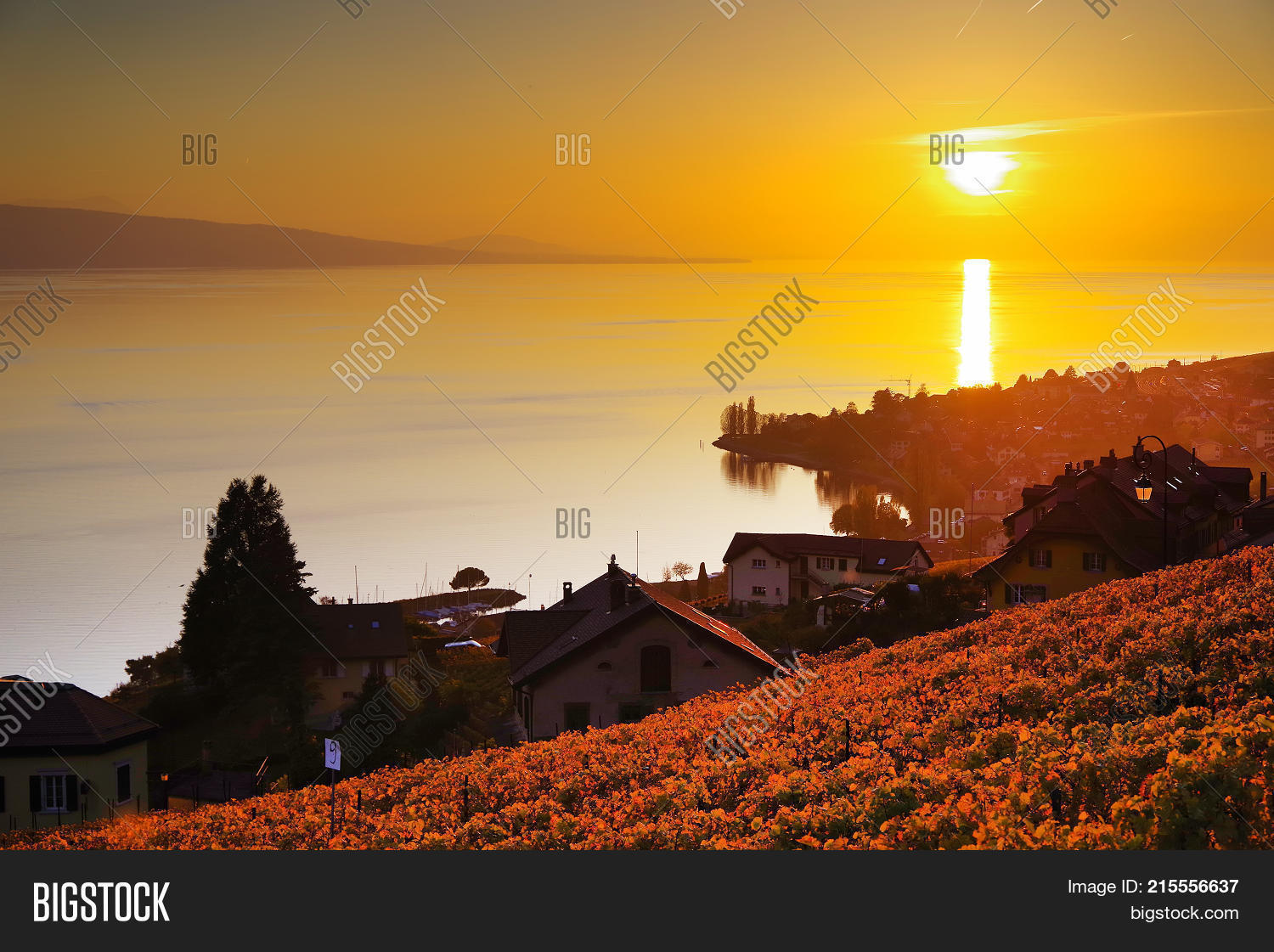 Vineyard Terraces Image & Photo (Free Trial) | Bigstock