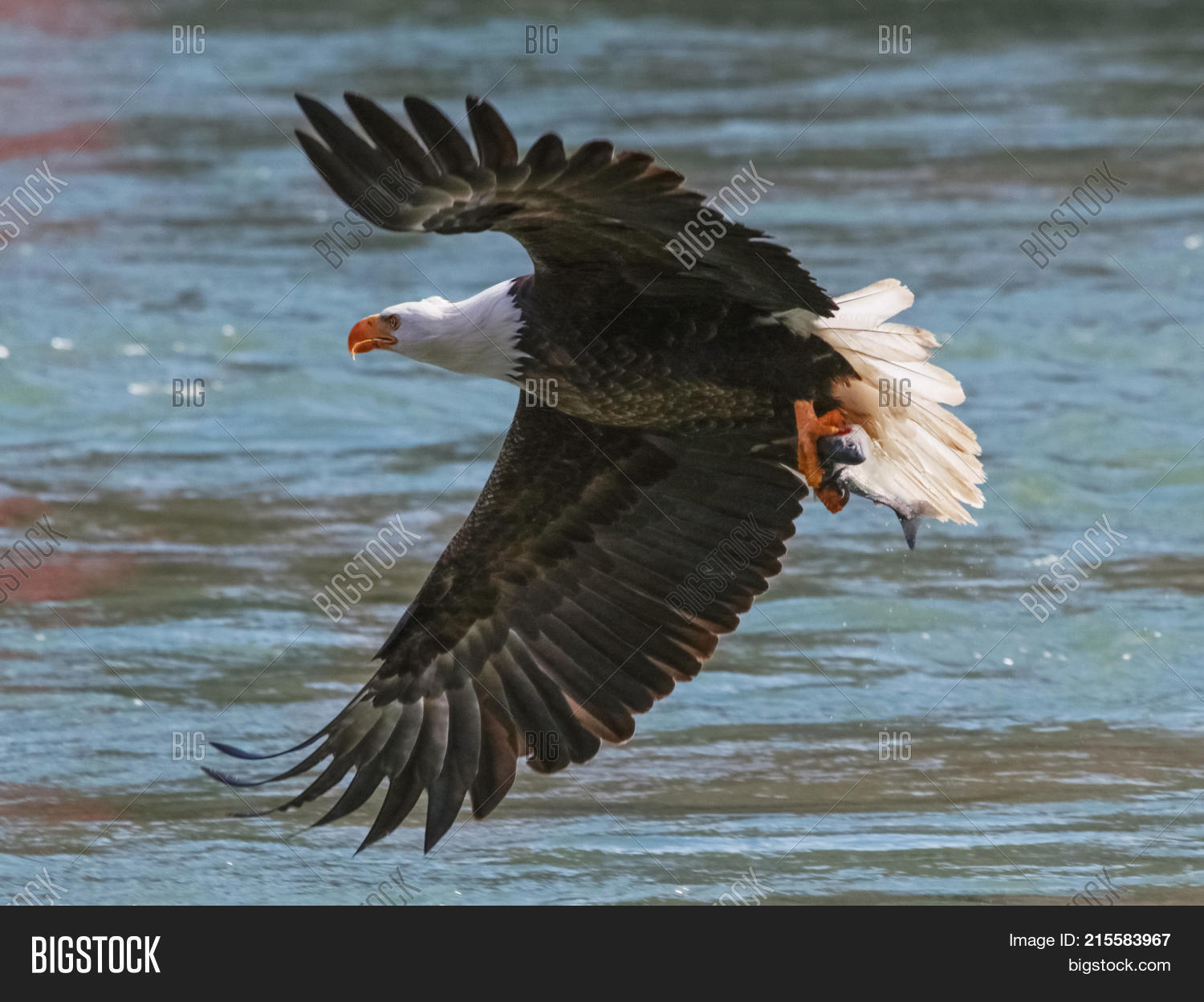 Eagle Searching Food Image & Photo (Free Trial) | Bigstock
