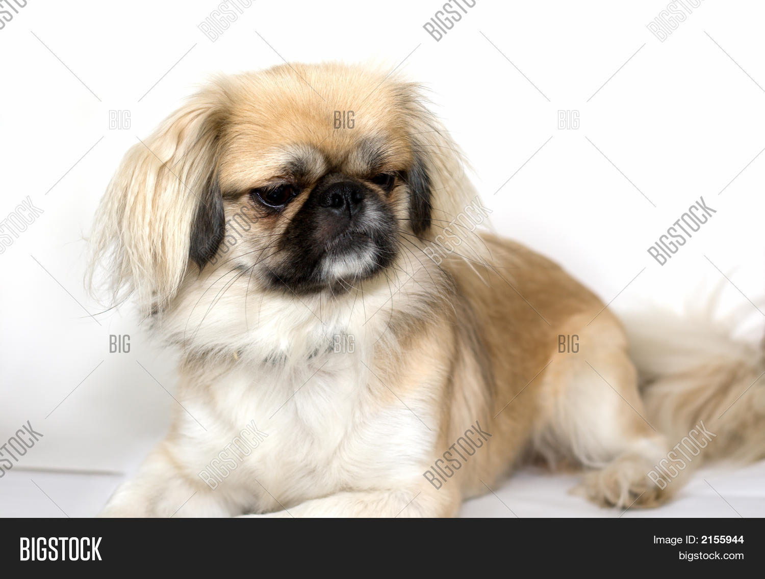 Purebred Pekingese Dog Image & Photo (Free Trial) | Bigstock