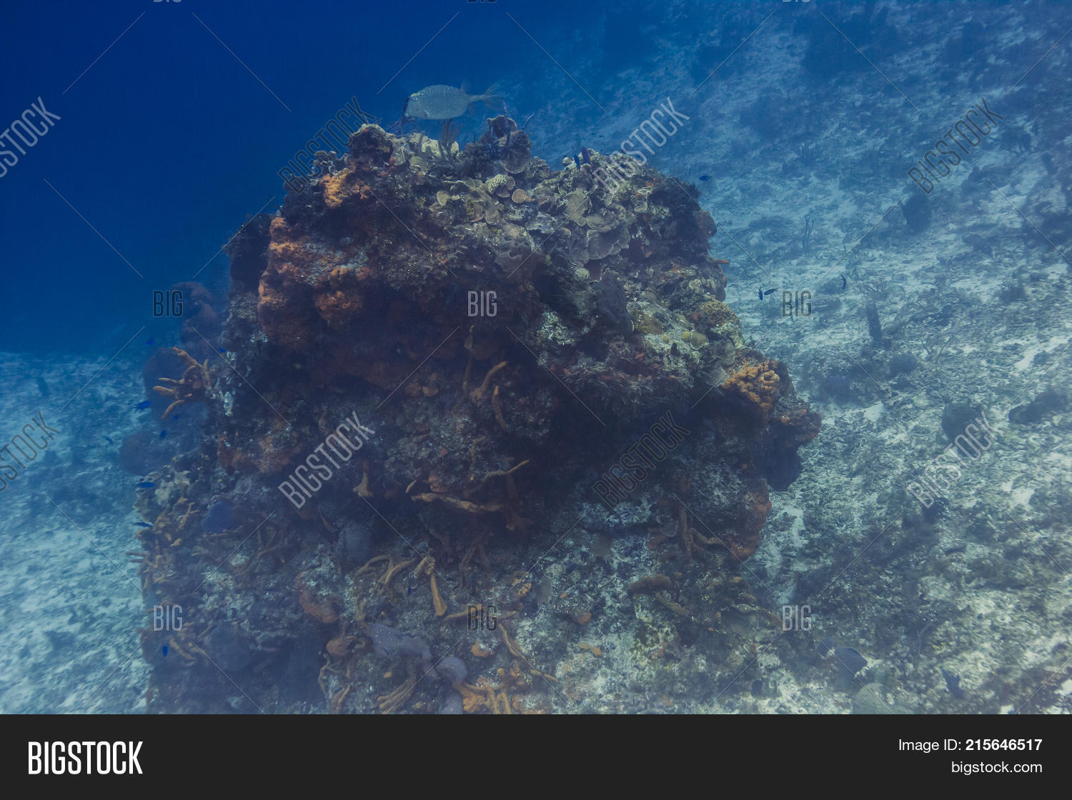 Cow Fish On Coral Reef Image & Photo (Free Trial) | Bigstock