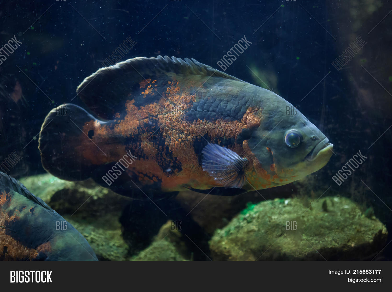 Oscar Fish (Astronotus Image & Photo (Free Trial) | Bigstock