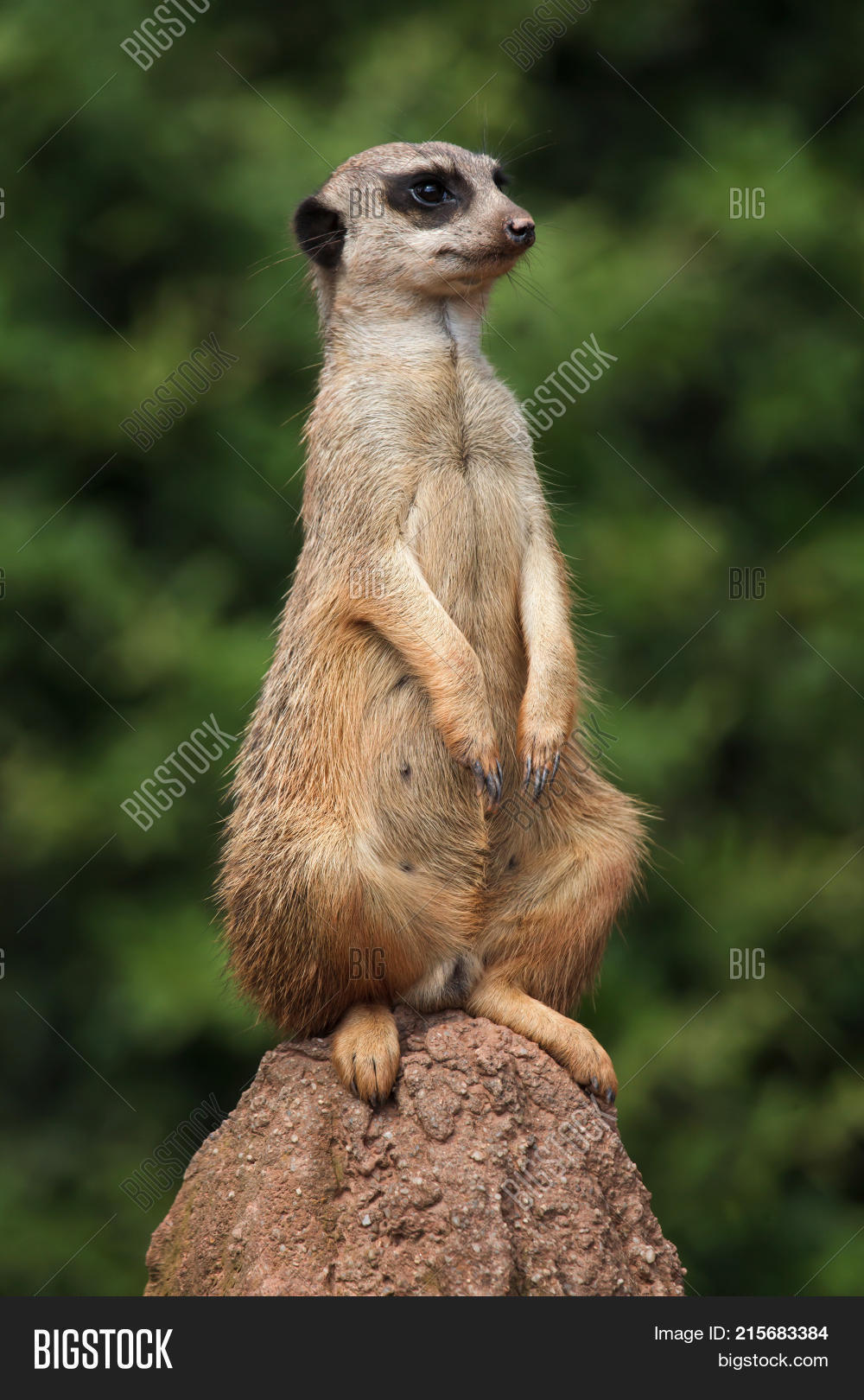 Meerkat (Suricata Image & Photo (Free Trial) | Bigstock