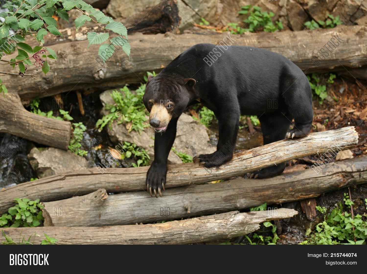 Malayan Bear Nature Image & Photo (Free Trial) | Bigstock