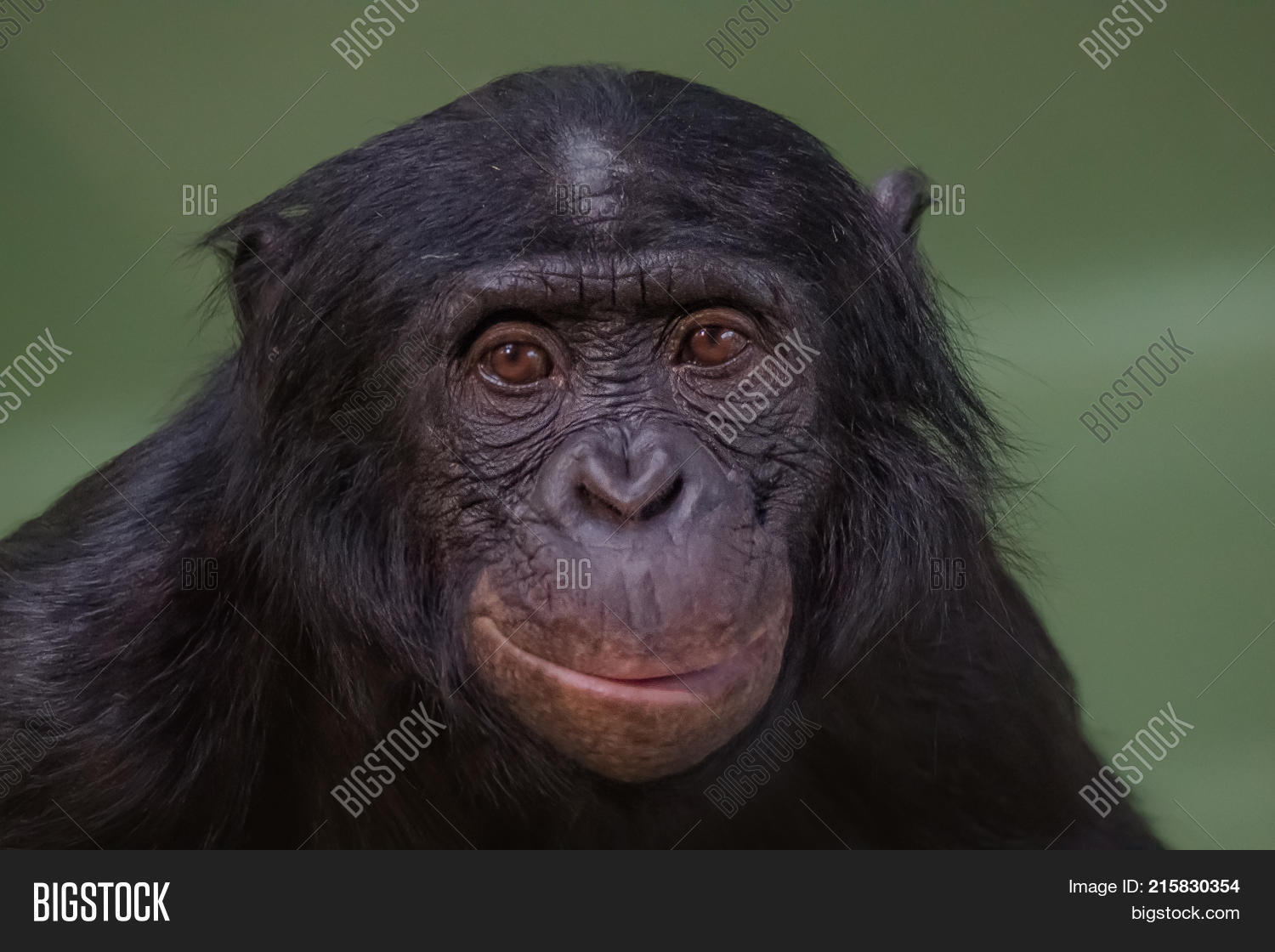 Portrait Funny Smiling Image & Photo (Free Trial) | Bigstock