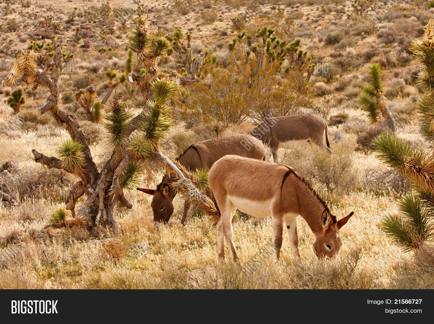 Three Burros Grazing Image & Photo (Free Trial) | Bigstock