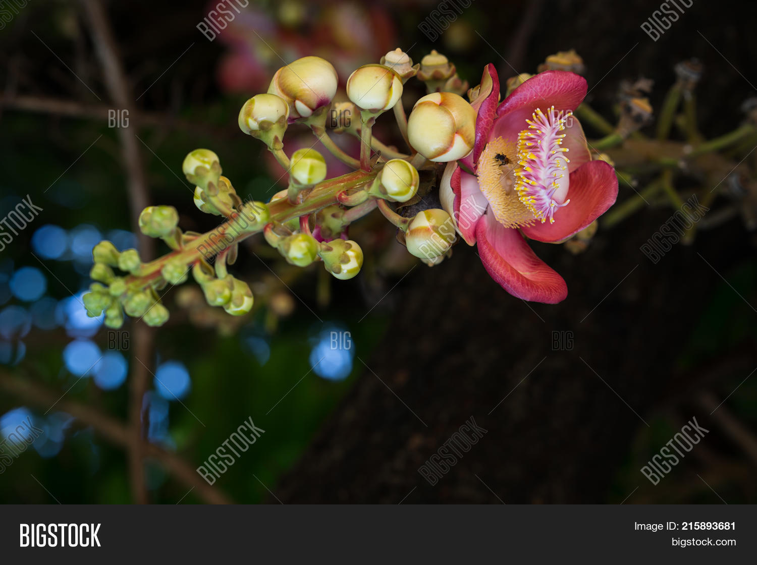 Cannonball Flower ( Image & Photo (Free Trial) | Bigstock