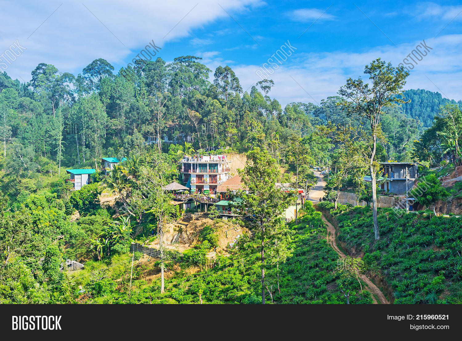 Acres Tea Shrubs Ella Image & Photo (Free Trial) | Bigstock