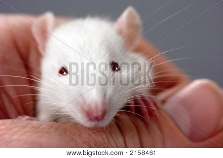 Four Week Old Rat Image & Photo (Free Trial) | Bigstock