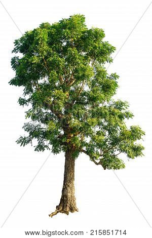 Neem Images, Illustrations, Vectors - Neem Stock Photos & Images | Bigstock