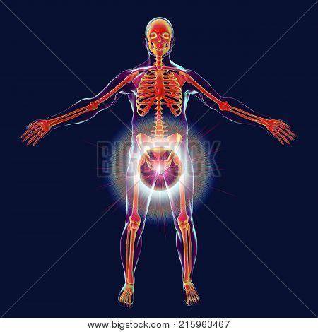 Anatomy Of An Erection Images, Illustrations & Vectors (Free) - Bigstock