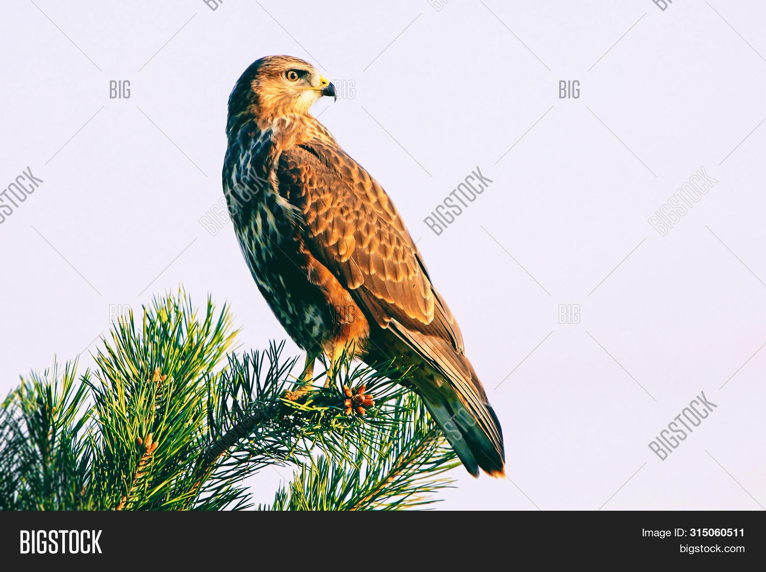 Noble View Brown Hawk Image & Photo (Free Trial) | Bigstock