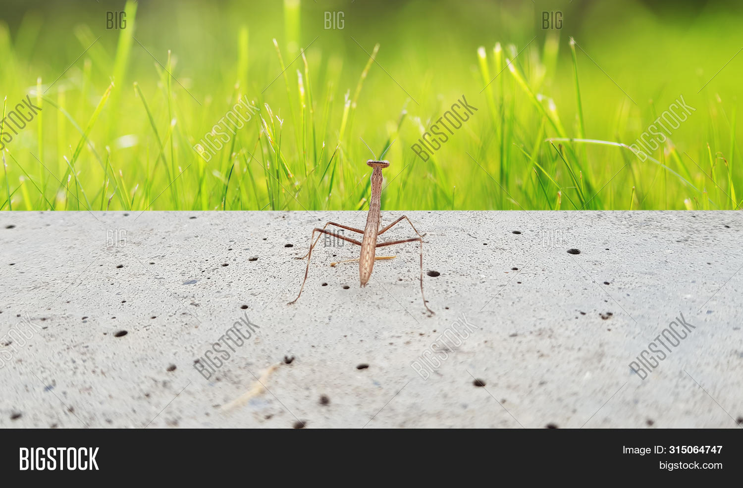 Praying Mantis Mantis Image & Photo (Free Trial) | Bigstock