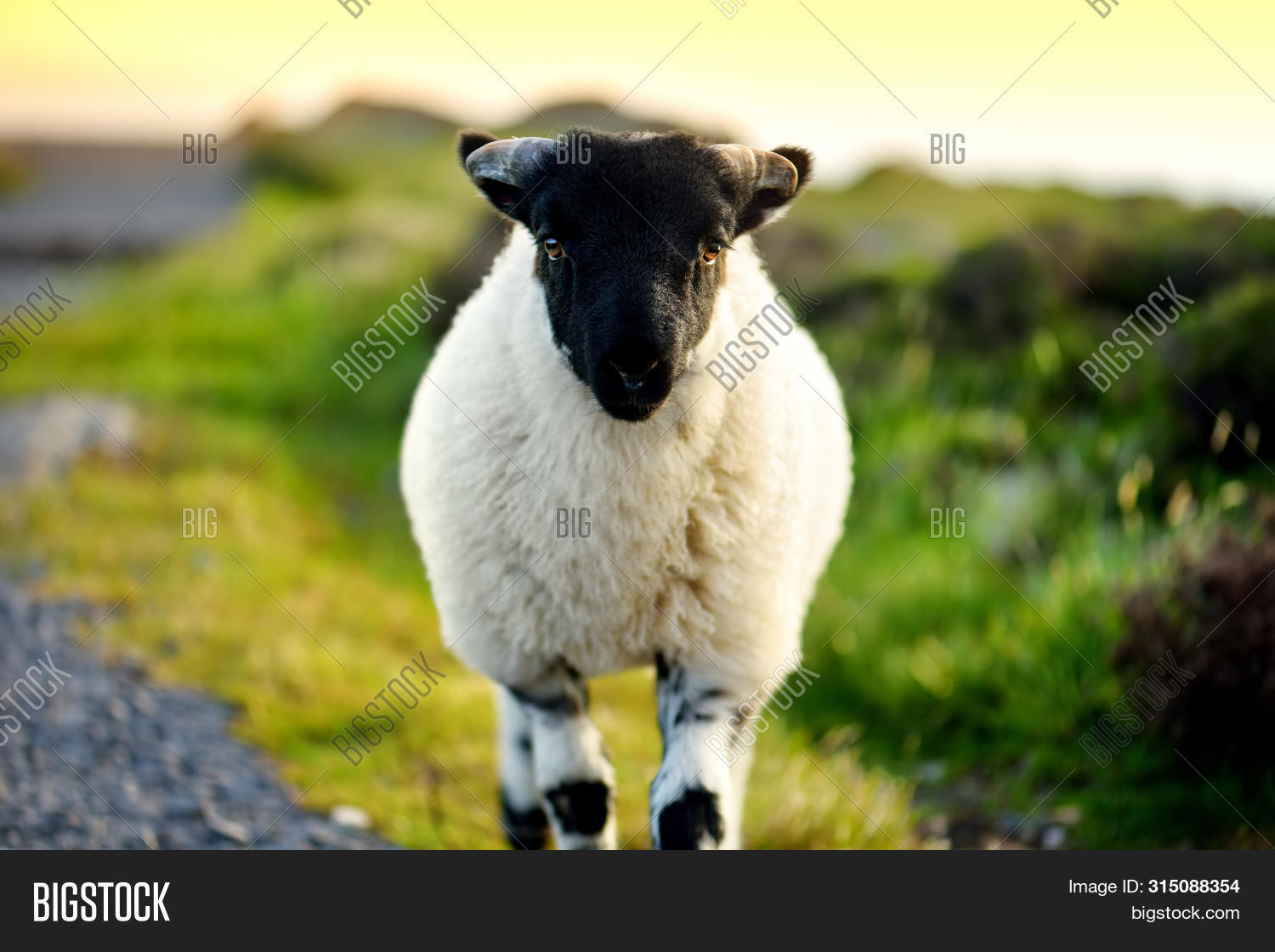 Sheep Marked Colorful Image & Photo (Free Trial) | Bigstock