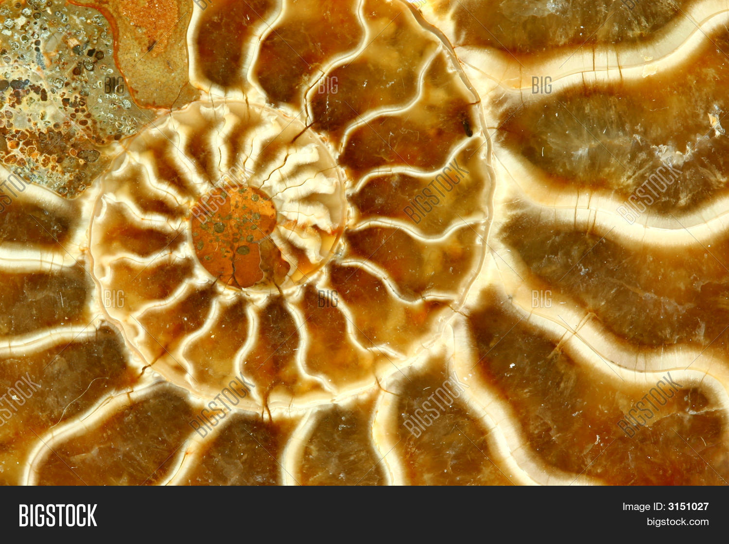 Beautiful Fossil Image & Photo (Free Trial) | Bigstock