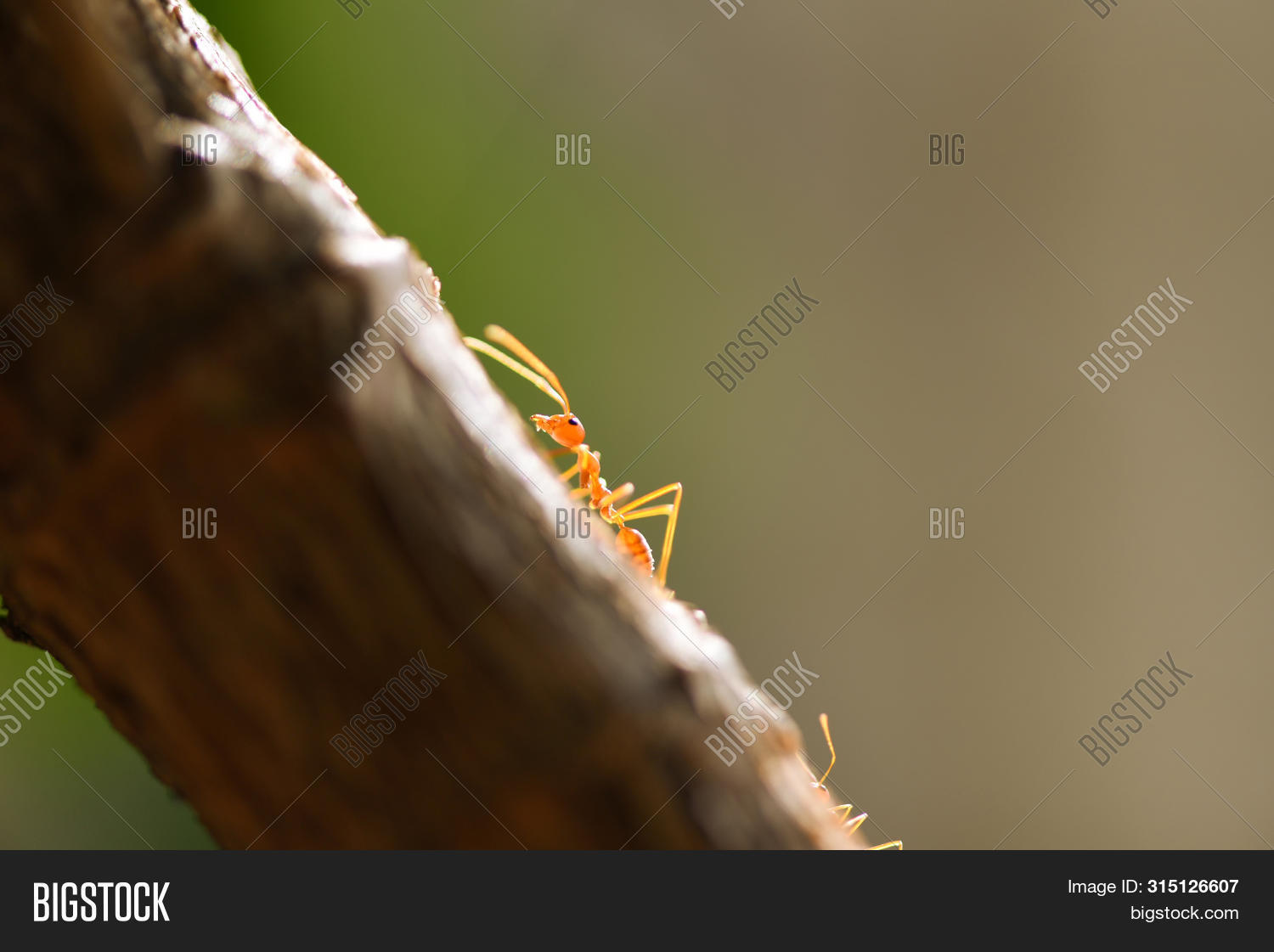 Ant Action Standing On Image & Photo (Free Trial) | Bigstock