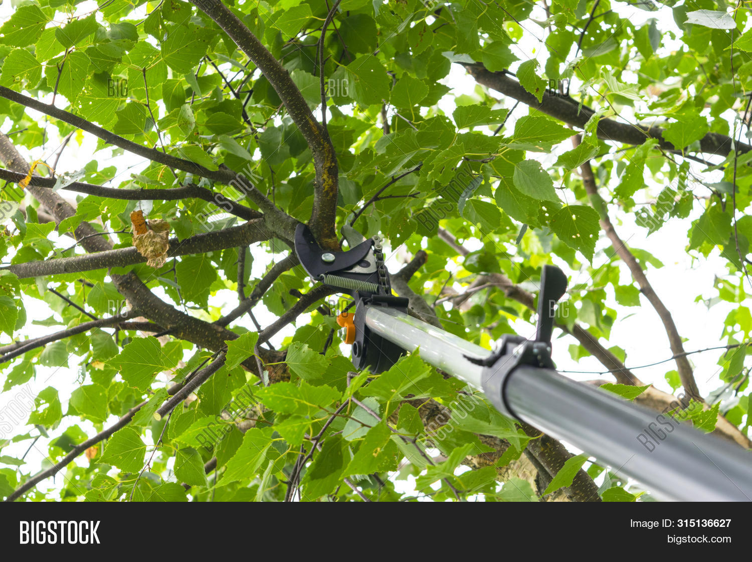 Seasonal Pruning Trees Image & Photo (Free Trial) | Bigstock