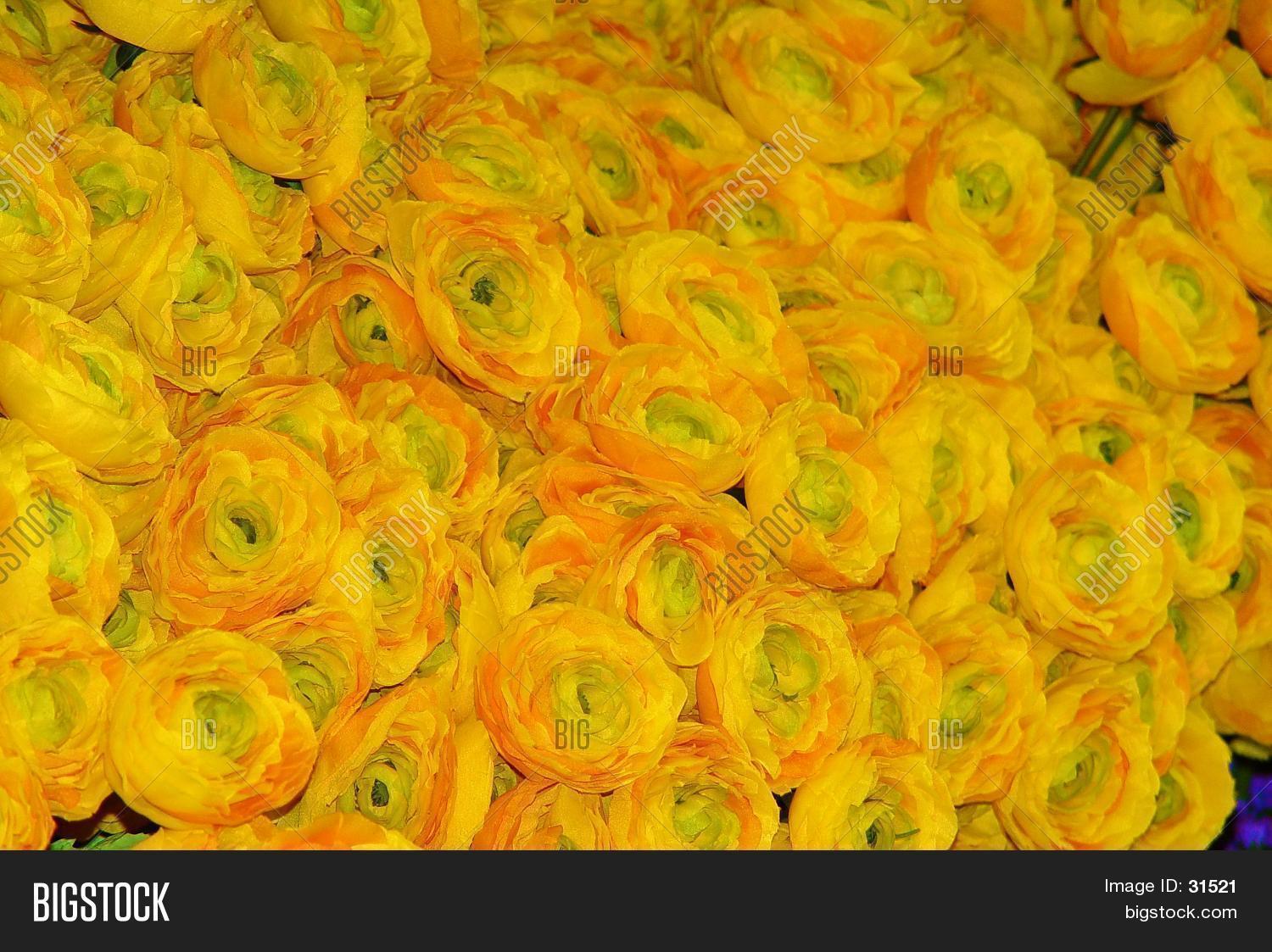 Bright Yellow Posies Image & Photo (Free Trial) | Bigstock